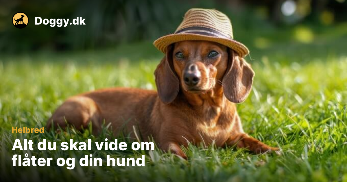 Alt du skal vide om flåter og din hund | Helbred