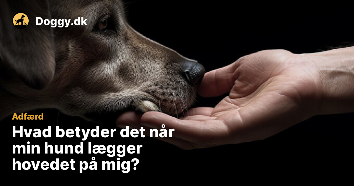 Hvad betyder det når min hund lægger hovedet på mig? | Adfærd