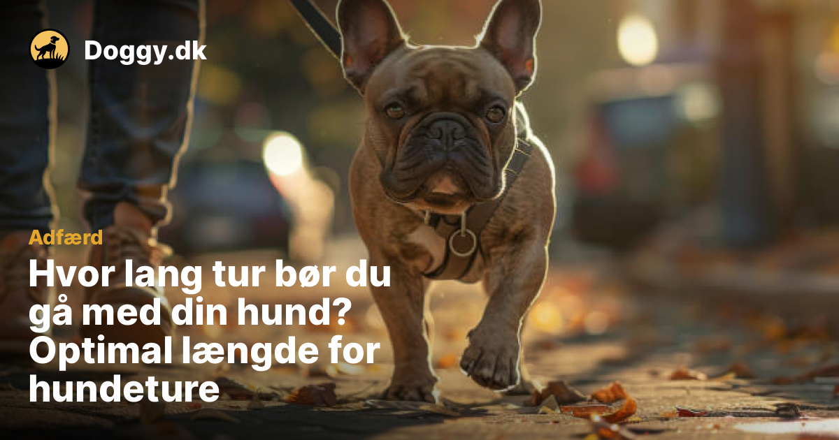 Hvor lang tur bør du gå med din hund? Optimal længde for hundeture | Adfærd