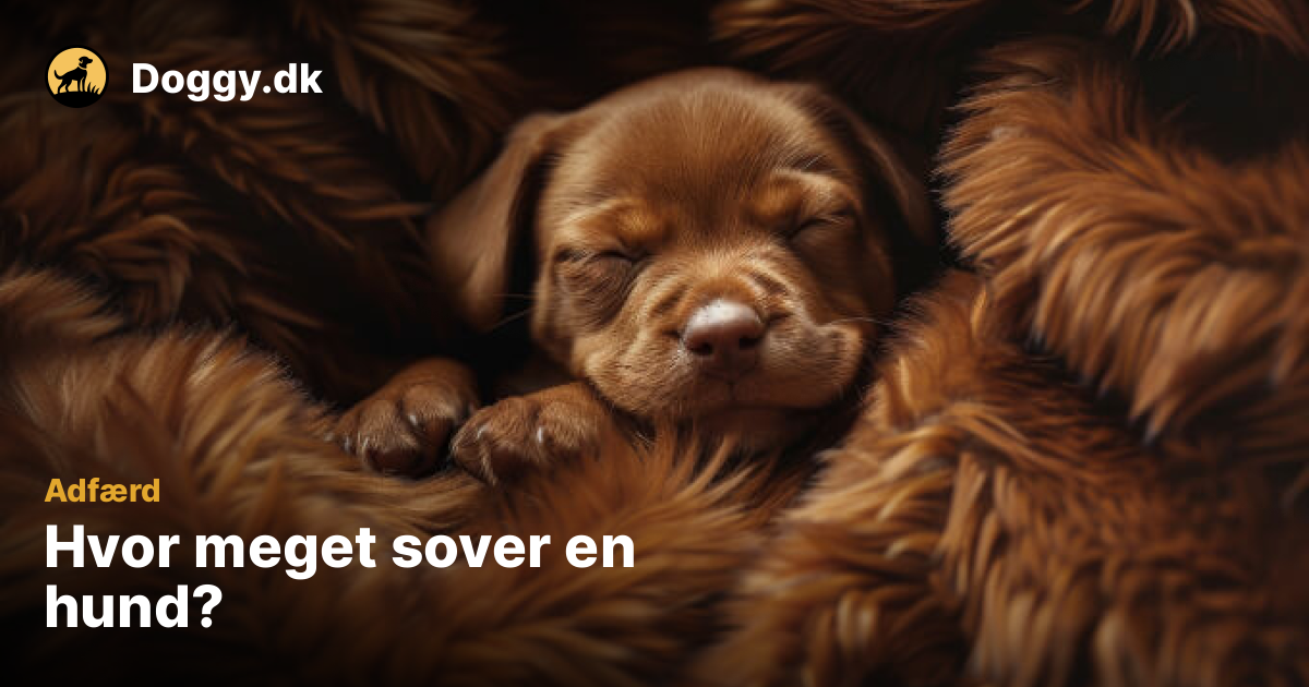 Hvor meget sover en hund? | Adfærd