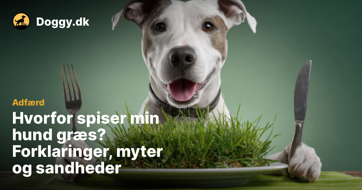 Hvorfor spiser min hund græs? Forklaringer, myter og sandheder | Adfærd