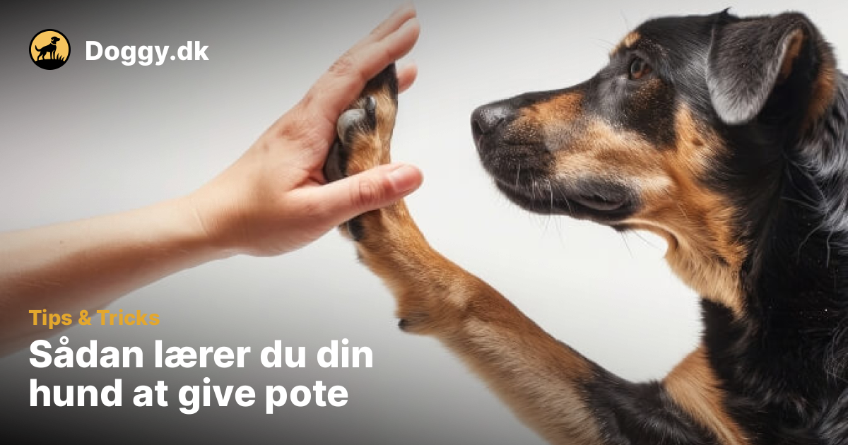 Sådan lærer du din hund at give pote | Adfærd