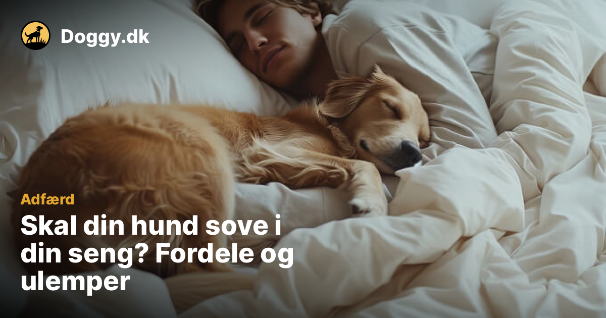 Skal din hund sove i din seng? Fordele og ulemper | Adfærd